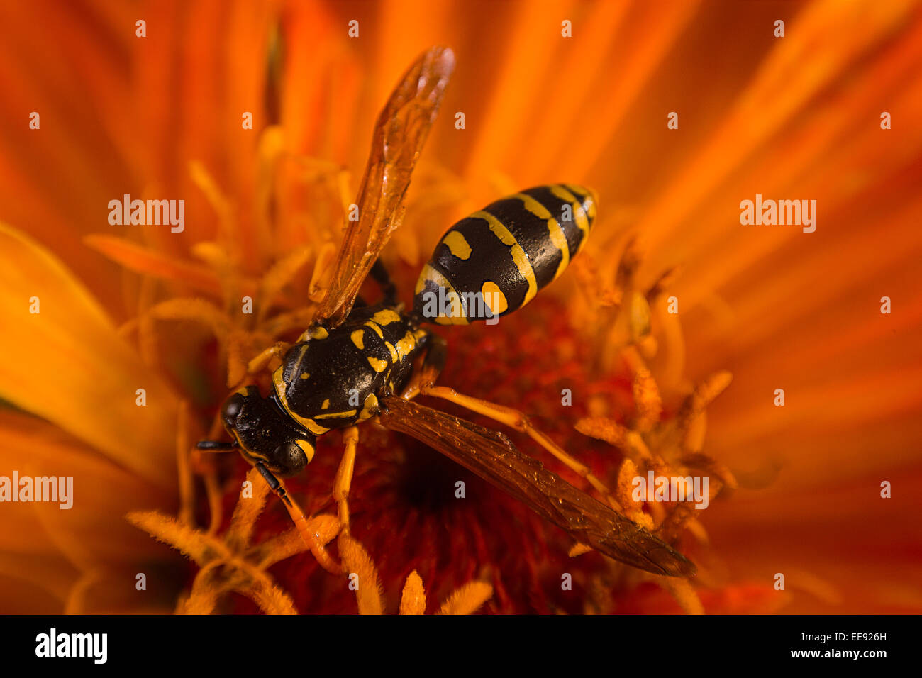 Wasp close up Stock Photo - Alamy