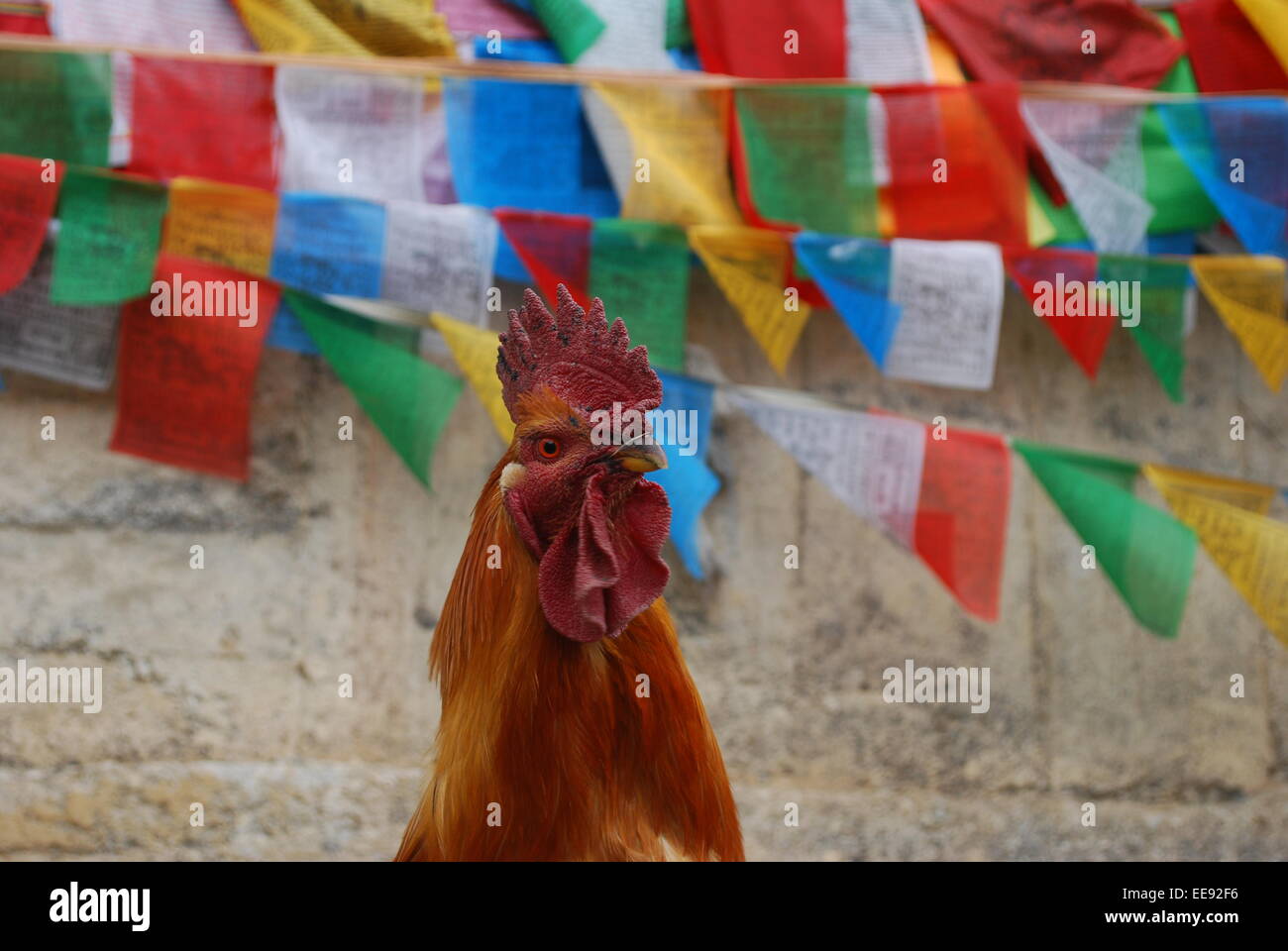 Rooster at the Chicken Temple in Shangri-La Stock Photo - Alamy