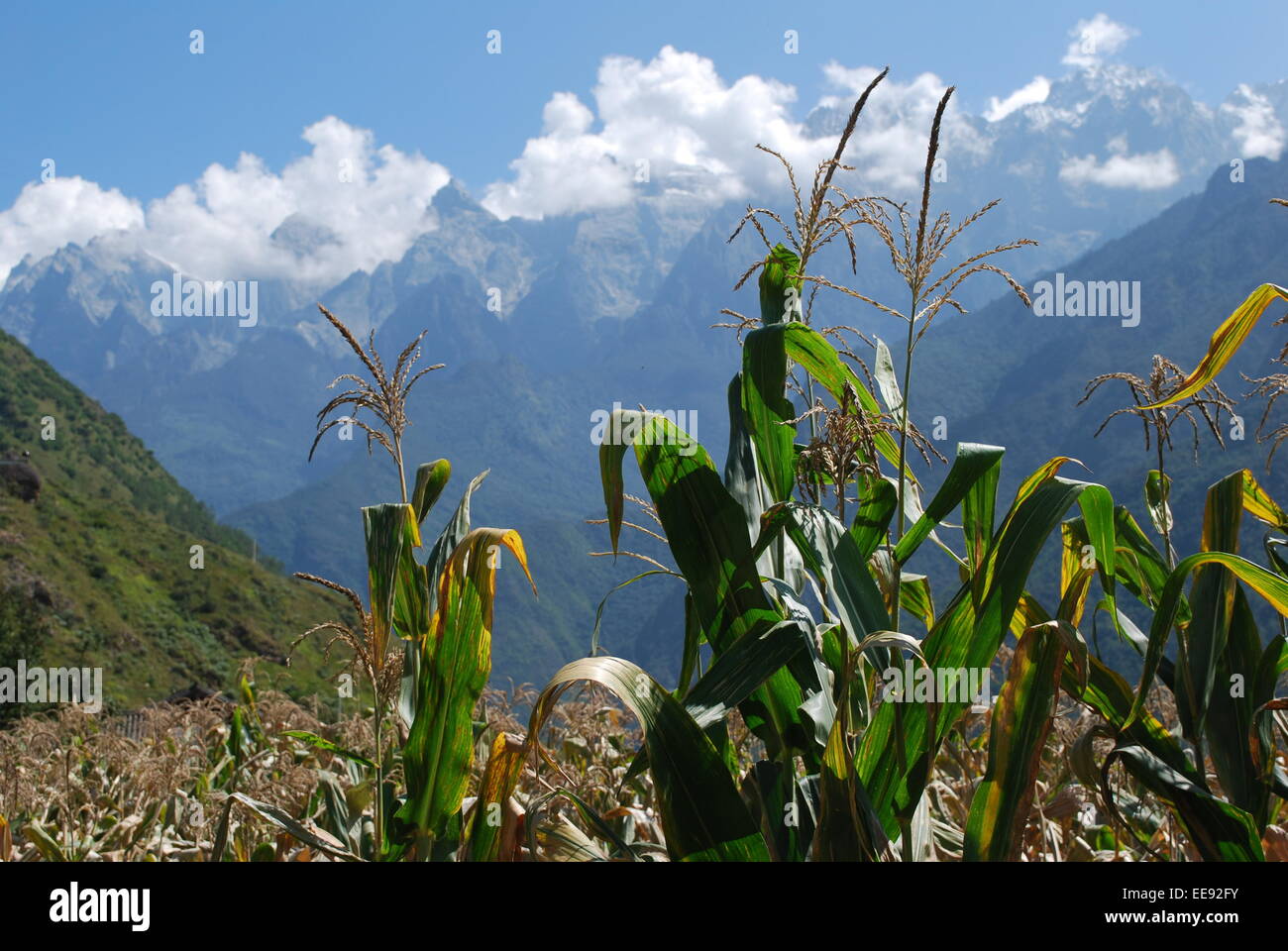 Yunnan farm hi-res stock photography and images - Alamy