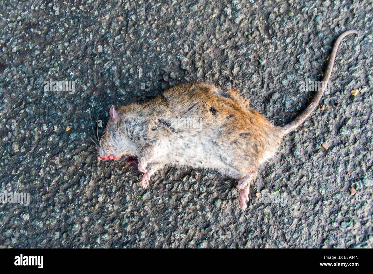 Road kill rat Stock Photo - Alamy