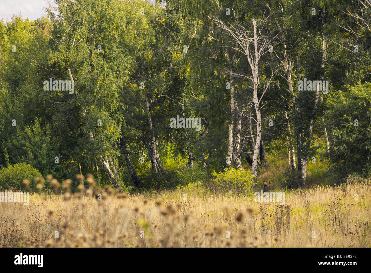 Beautiful landscape - summer birchwood Stock Photo - Alamy