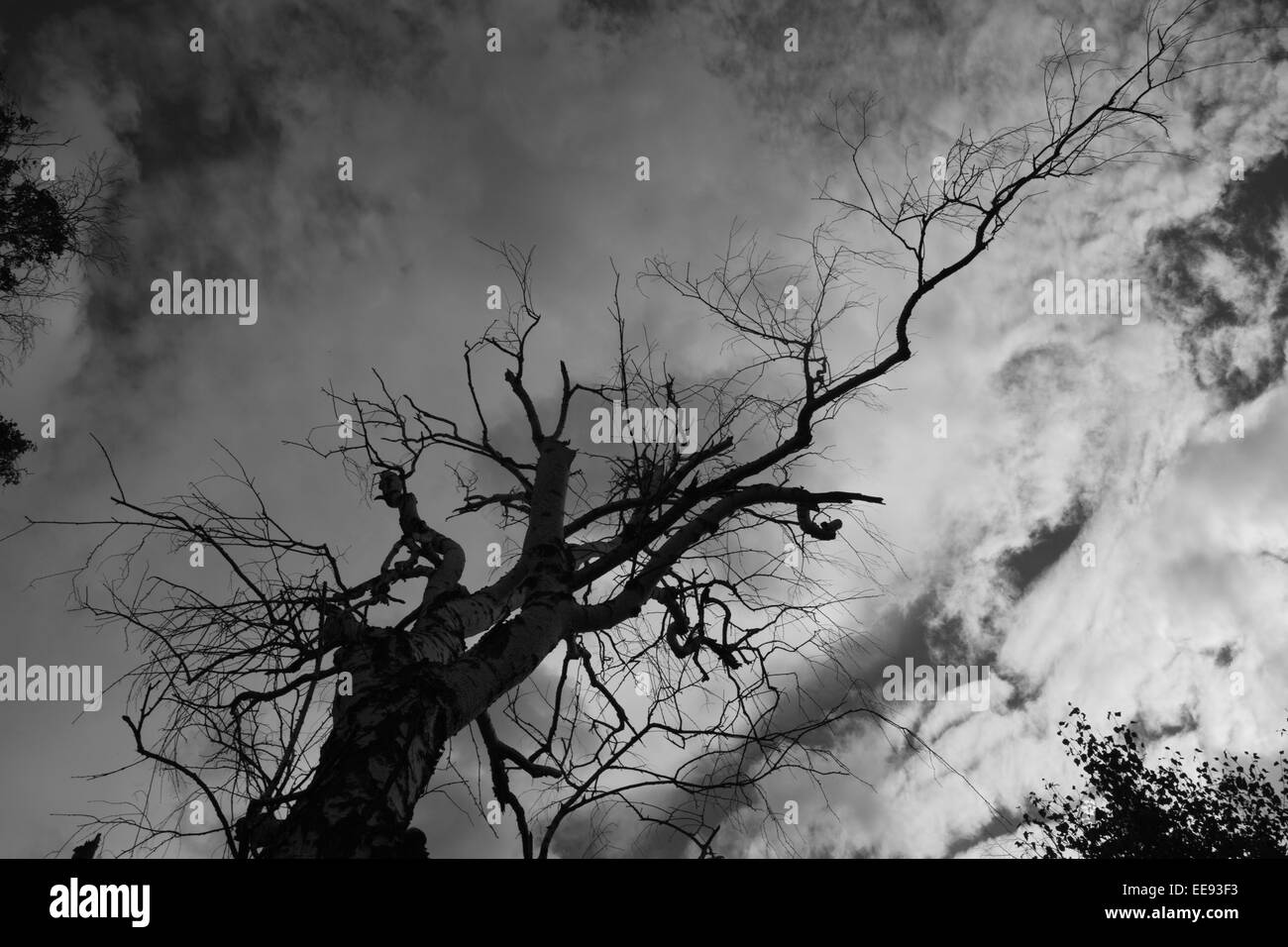 Tree of philosophy Black and White Stock Photos & Images - Alamy