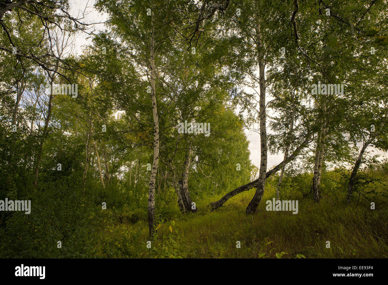 Beautiful landscape - summer birchwood Stock Photo - Alamy