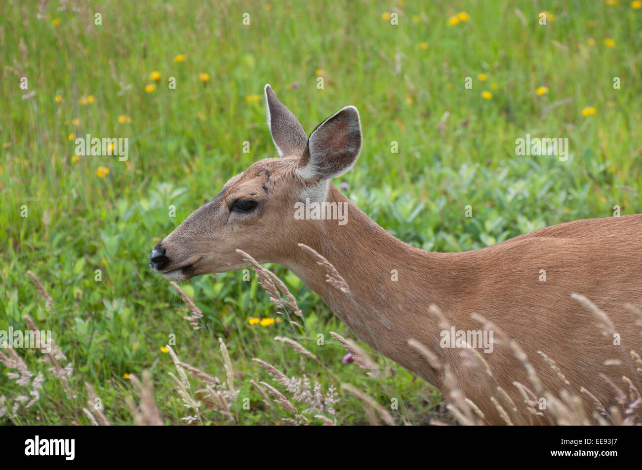 A deer walks through long grass taken in Ocean Shores, WA Stock Photo ...