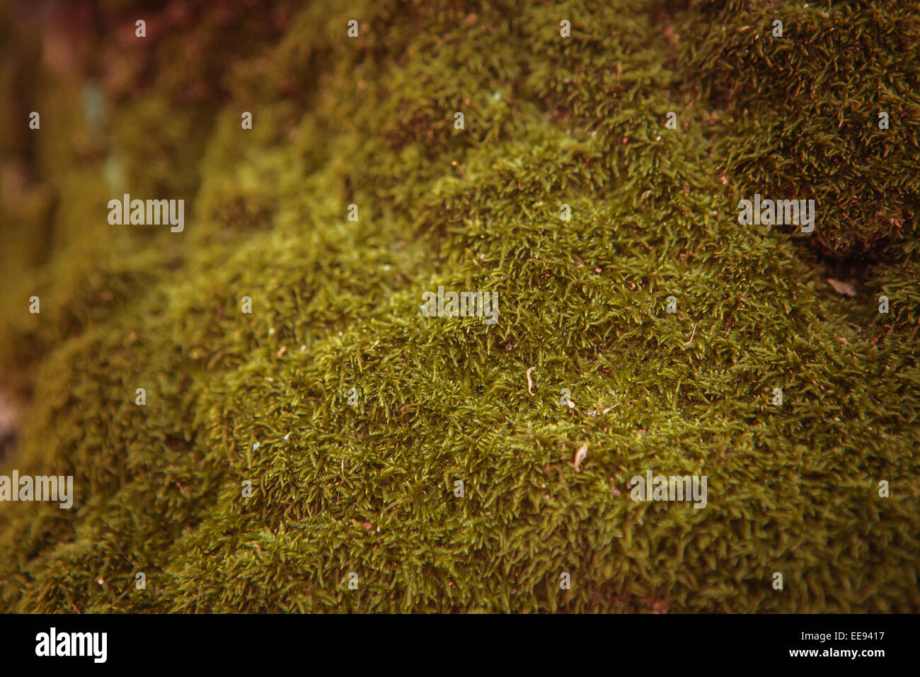Green moss on the tree Stock Photo - Alamy