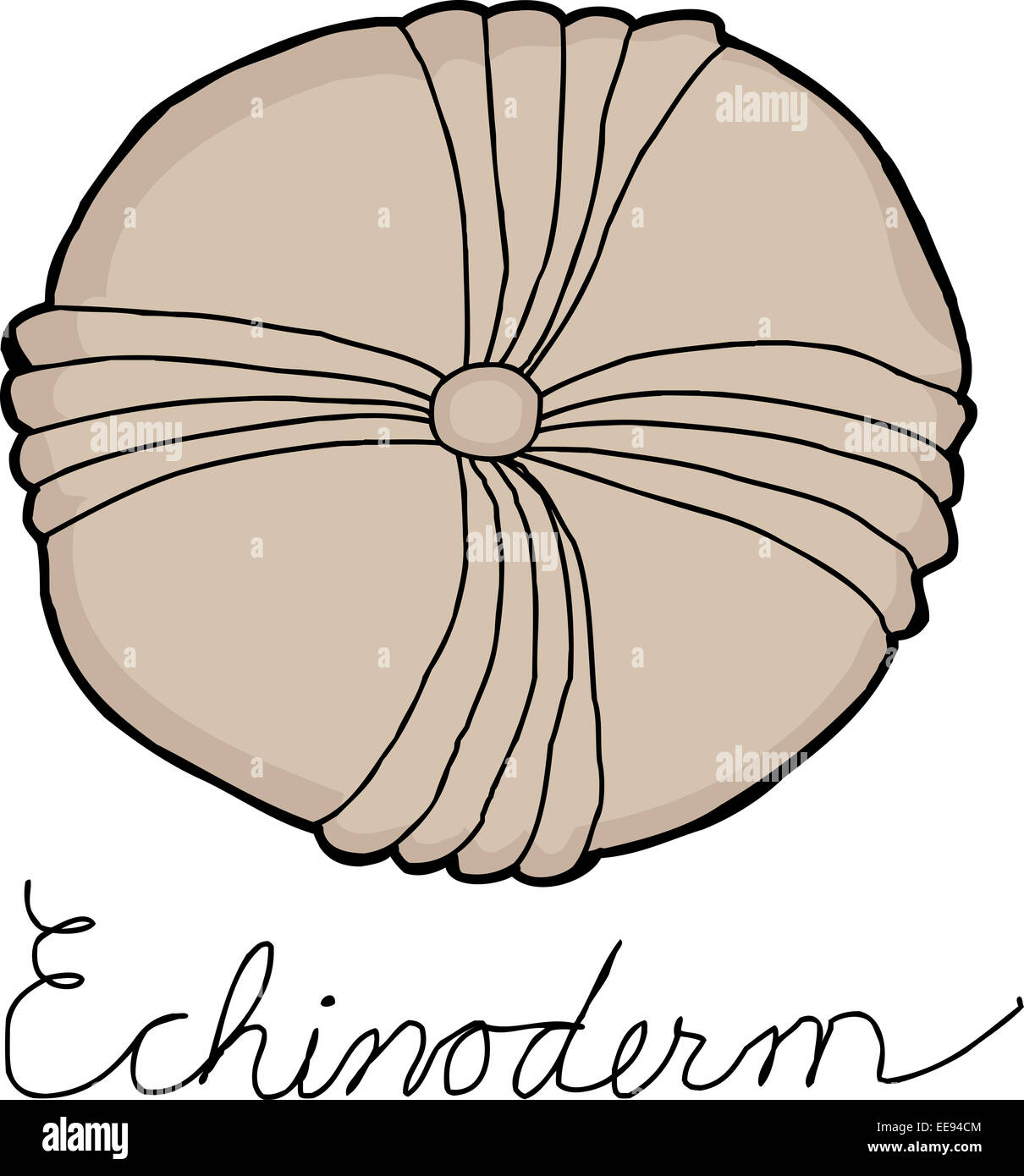 Common echinoderm fossil drawing over white background Stock Photo - Alamy