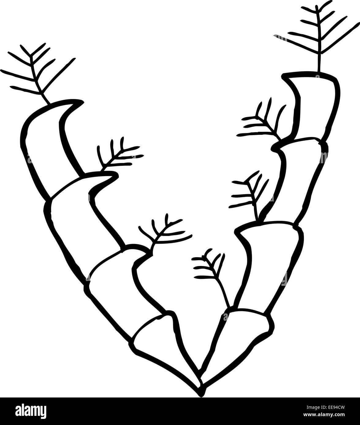 Ordovician and Silurian Period Graptolite drawing over white Stock ...