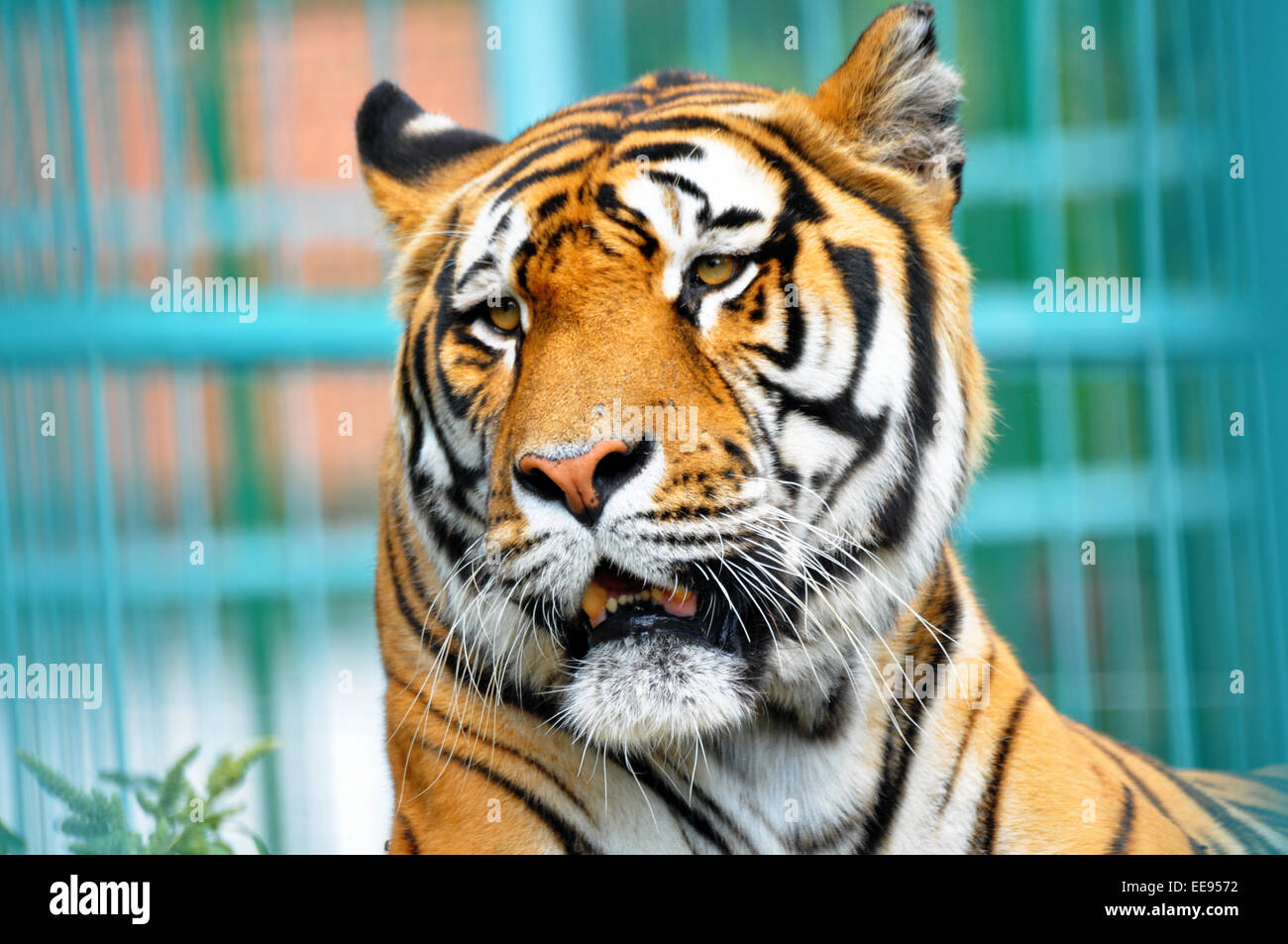 tiger portrait wild animal large feline head Stock Photo - Alamy