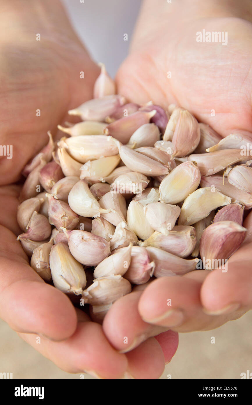 hand holding garlic Stock Photo - Alamy
