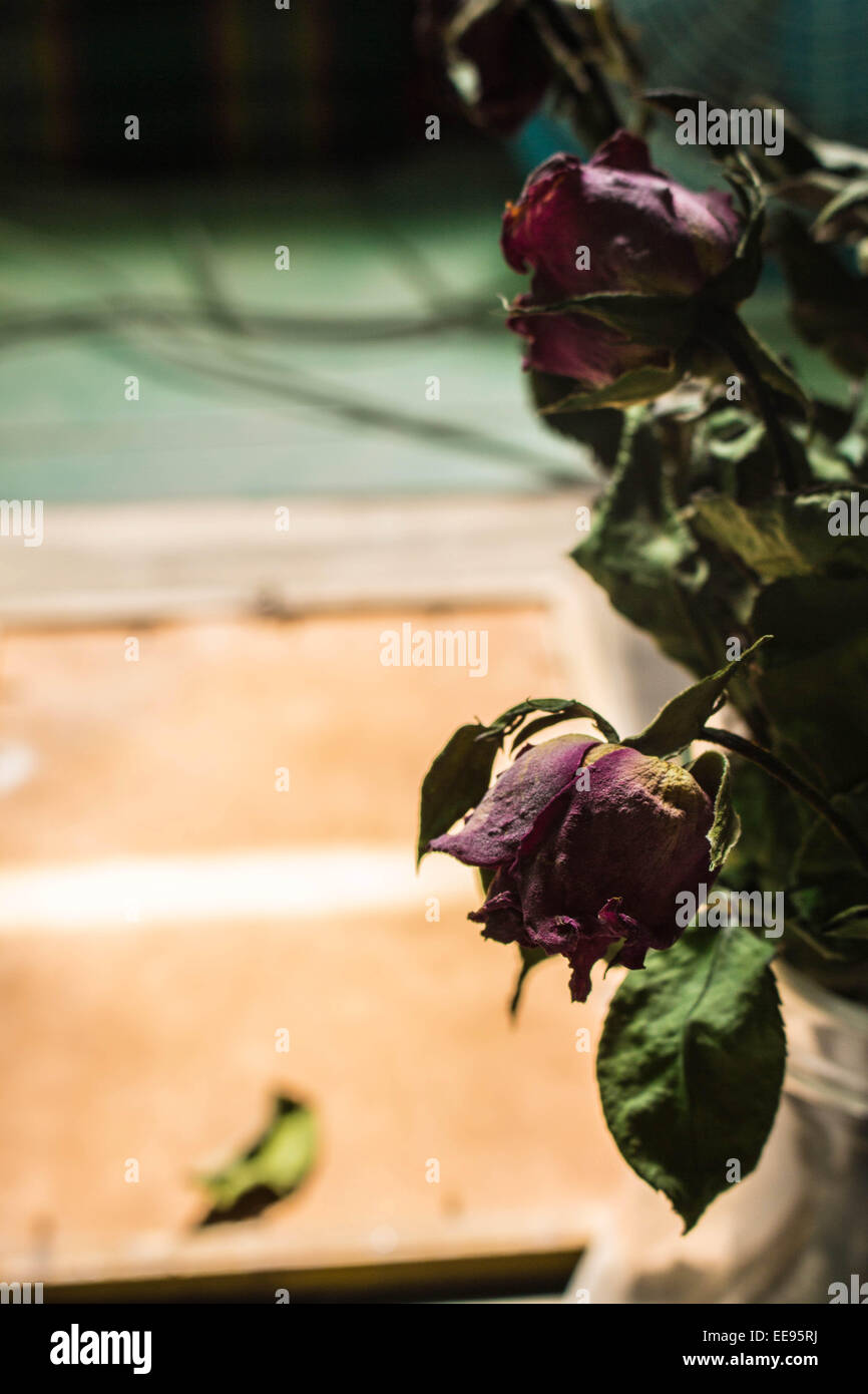 Dried roses in a vase Stock Photo - Alamy