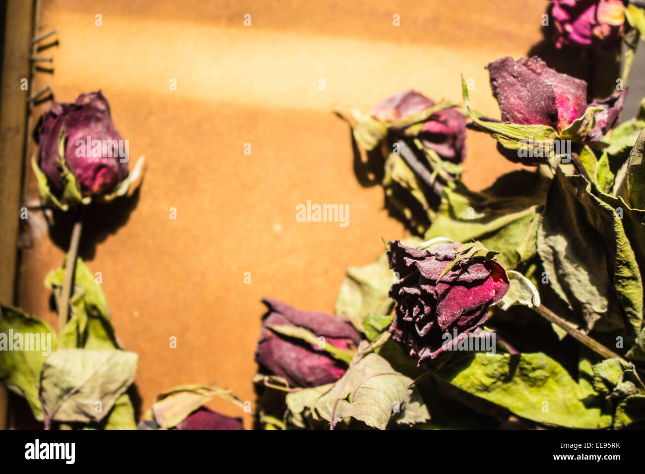 Colorful dried withered roses hi-res stock photography and images - Alamy