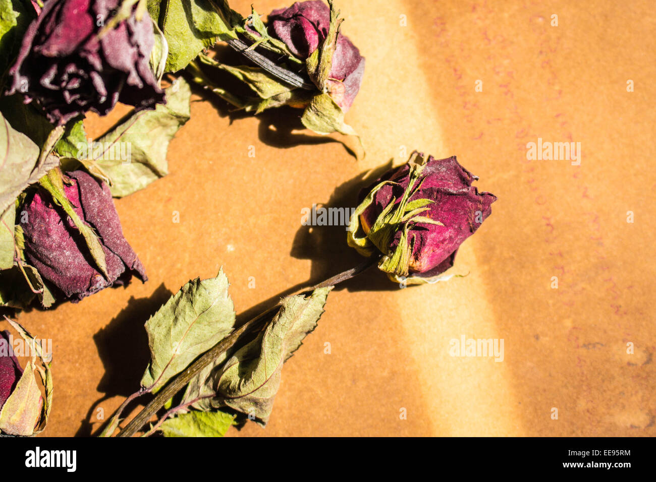 Dry rose on background frame Stock Photo - Alamy