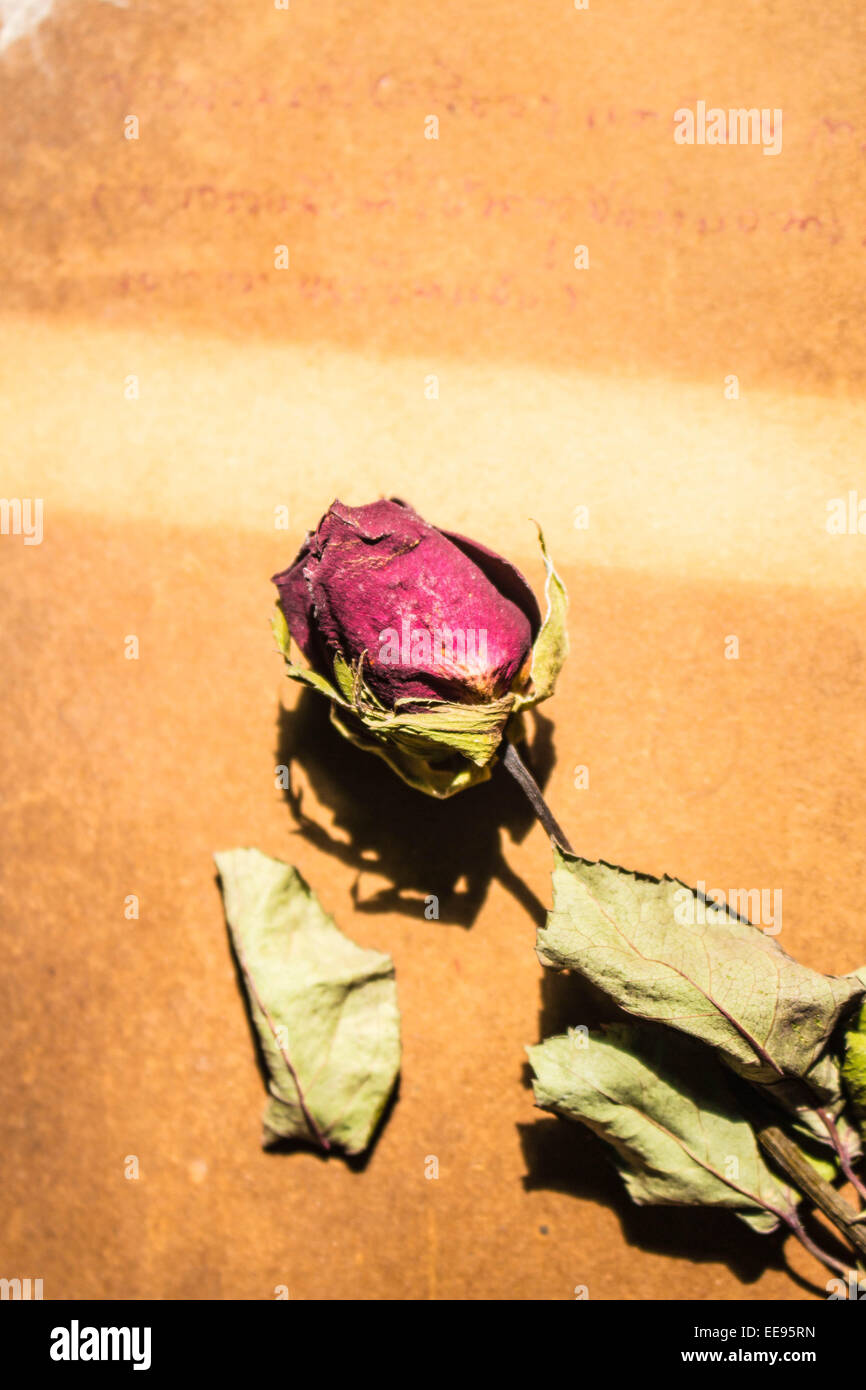 Dry rose on a old wood frame Stock Photo - Alamy