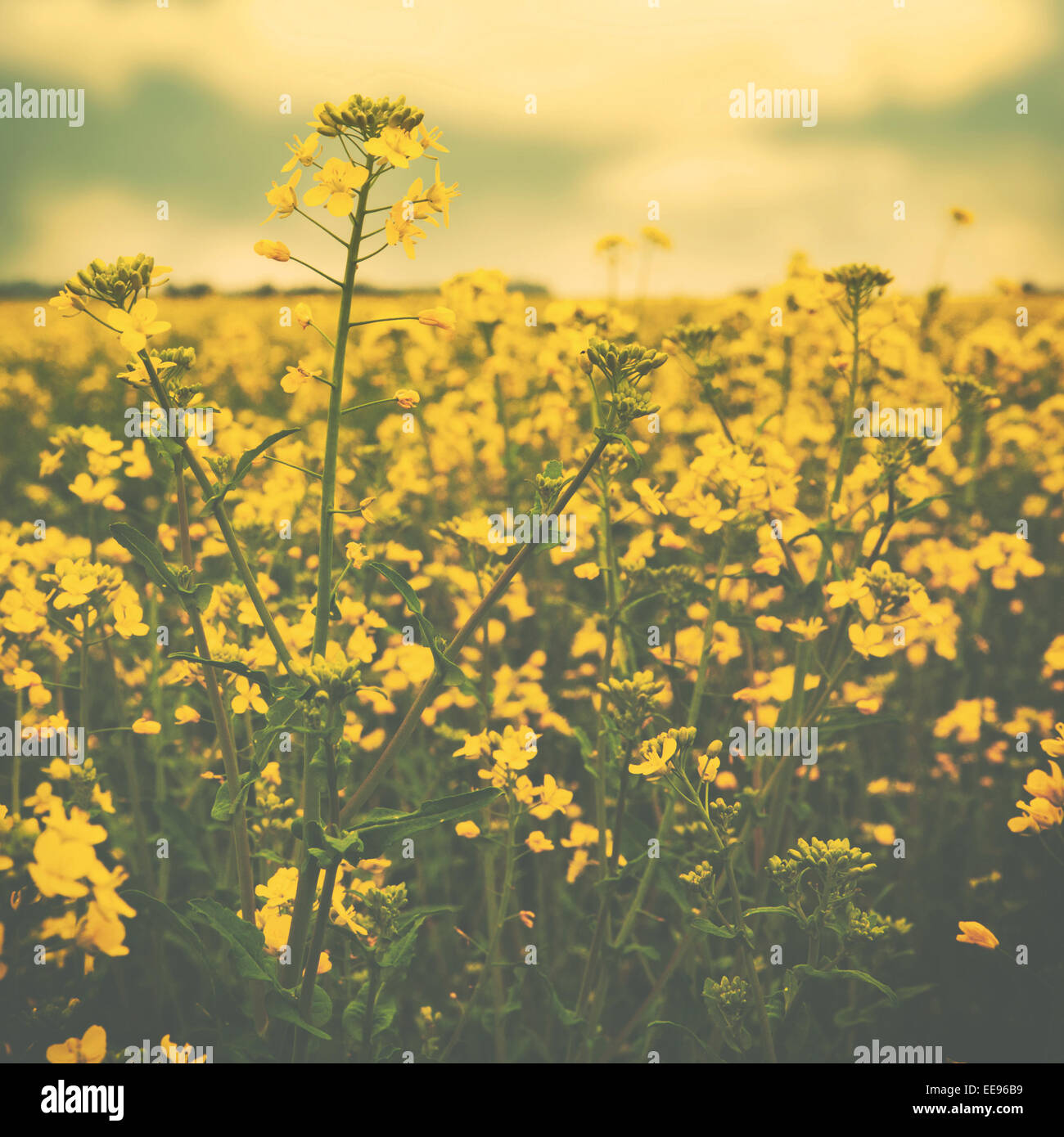 Wild yellow flowers on the summer meadow, abstract environmental ...