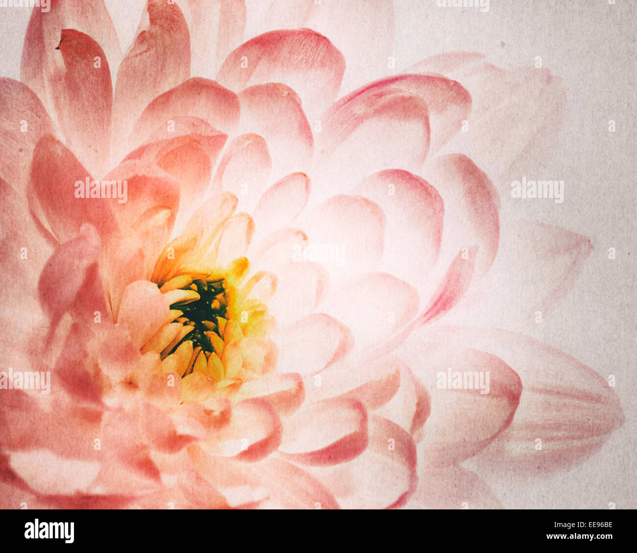 Dahlia flower as background with added old cardboard texture Stock ...