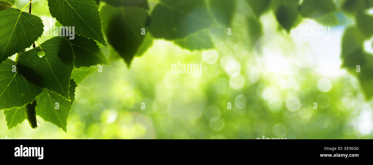Summer foliage after the rain, abstract environmental backgrounds Stock ...