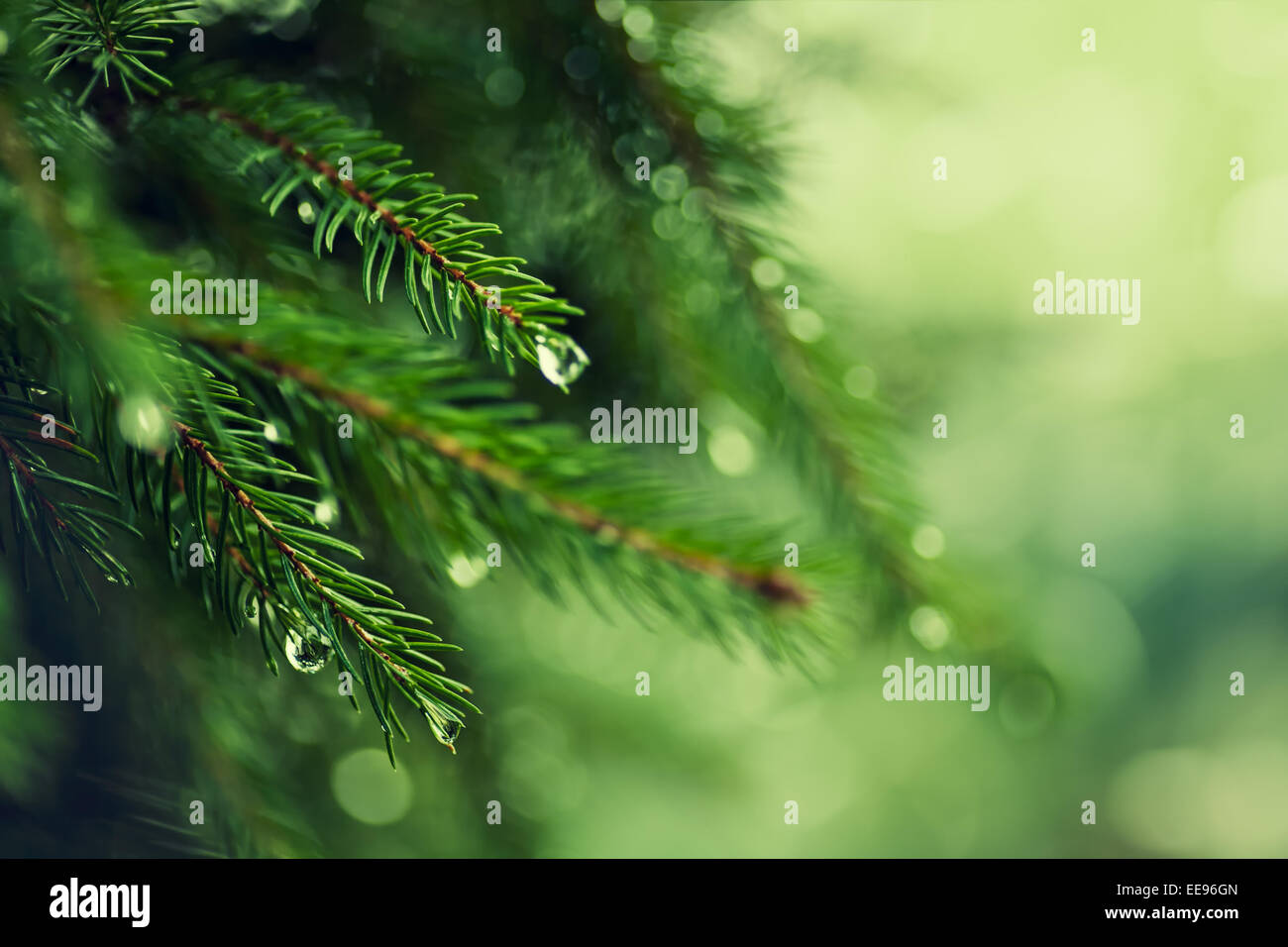 Pine tree with morning dew on the twig, abstract natural backgrounds ...