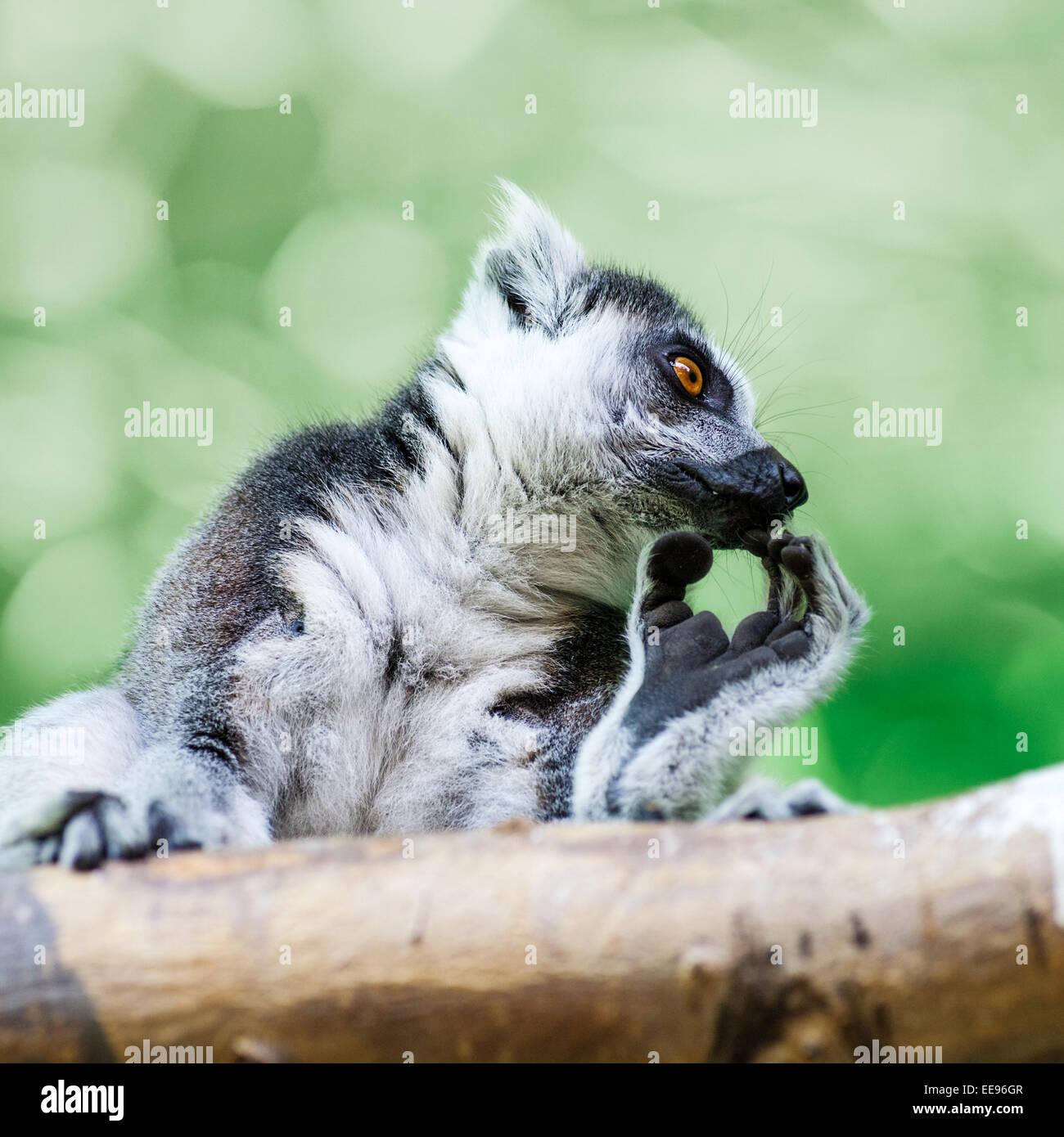 Beauty lemur on the wood hi-res stock photography and images - Alamy