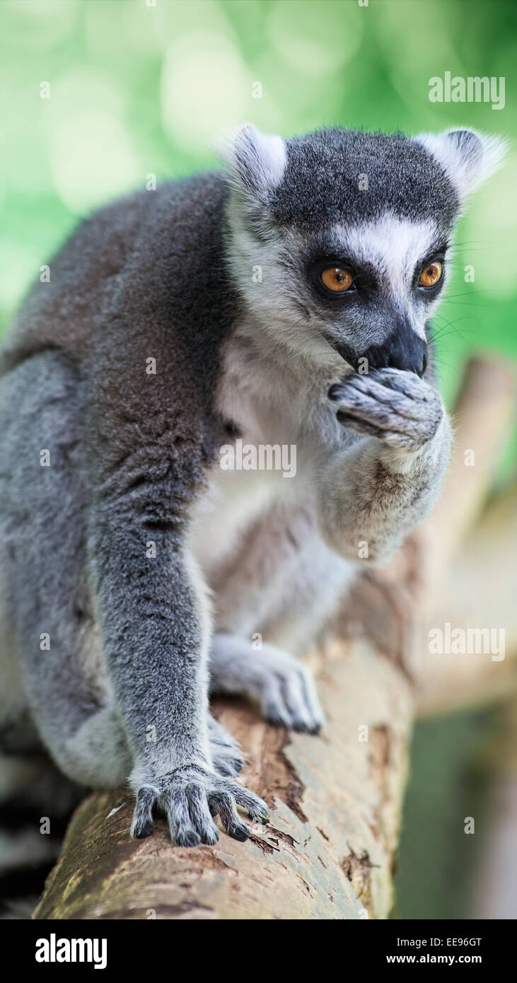 Beauty lemur on the wood, abstract natural background Stock Photo - Alamy