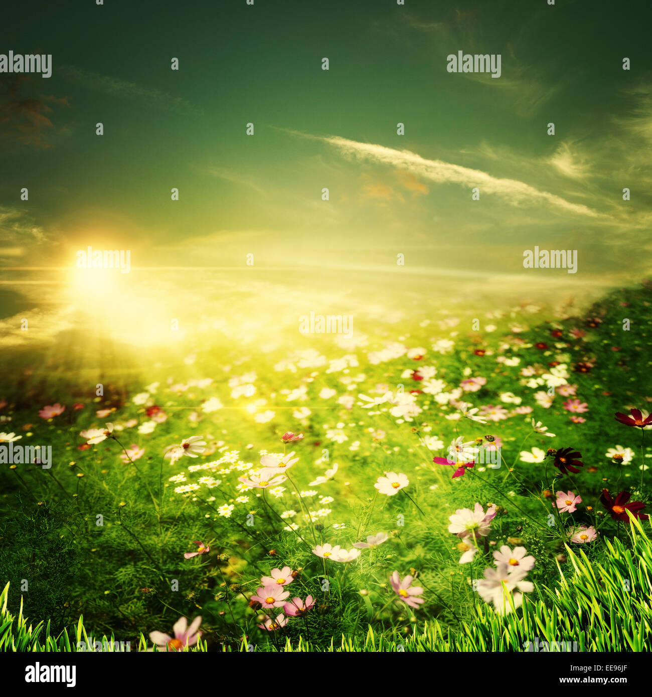 Beauty summer evening on the farm, environmental backgrounds Stock ...