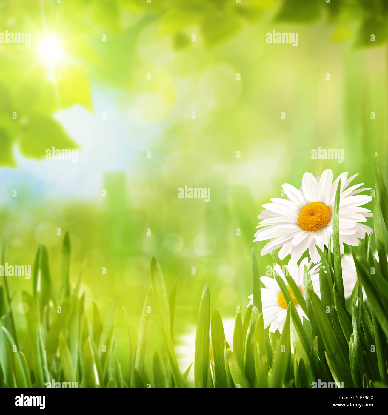 Summer seasonal backgrounds with daisy flowers for your design Stock ...