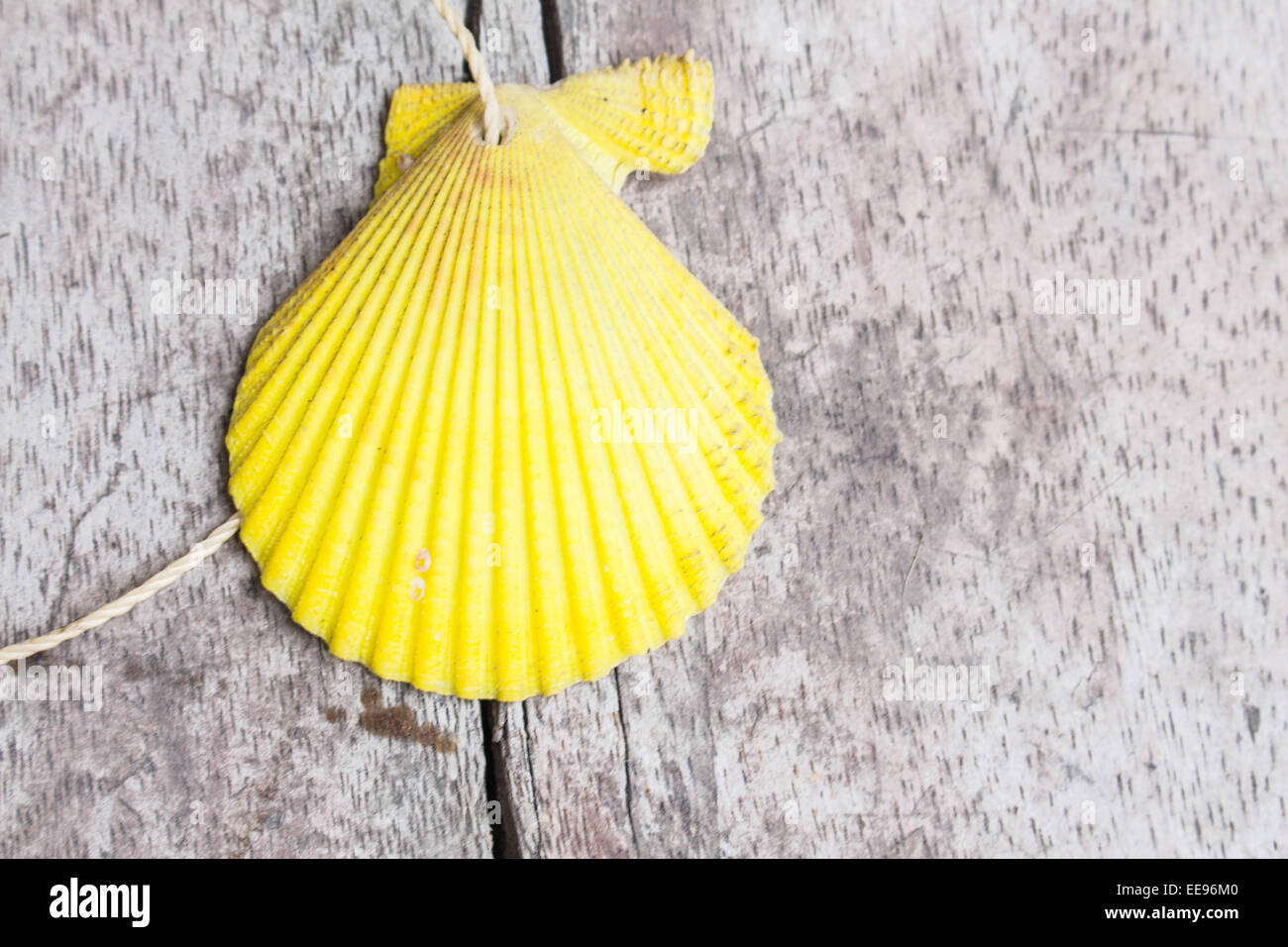 Yellow shell on a wooden floor Stock Photo - Alamy