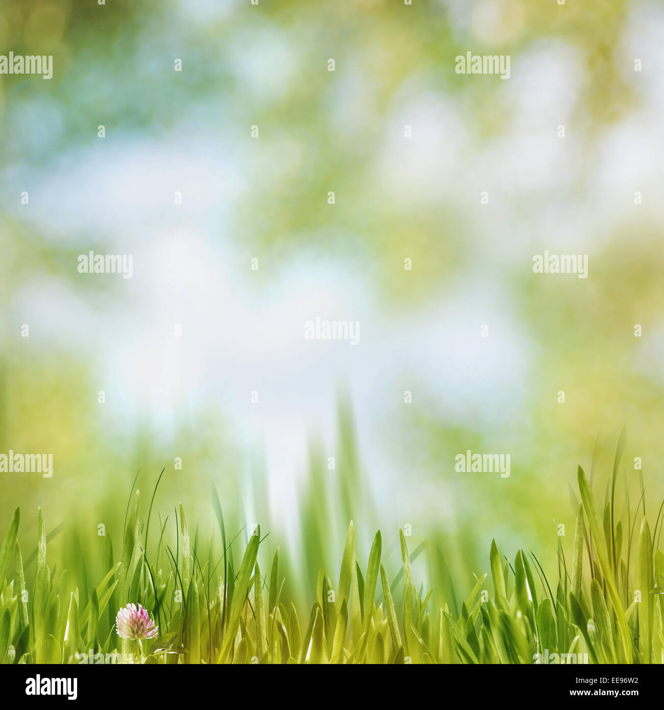 Green grass on the noon, abstract natural backgrounds Stock Photo - Alamy