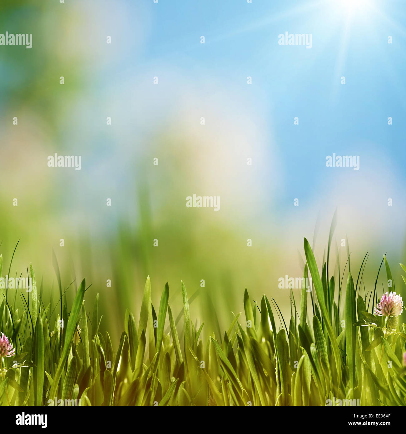 Bright summer afternoon. Natural backgrounds Stock Photo - Alamy