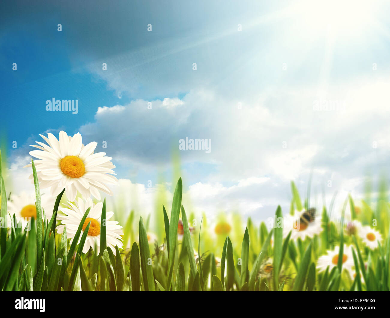 Bright summer afternoon. Natural backgrounds Stock Photo - Alamy
