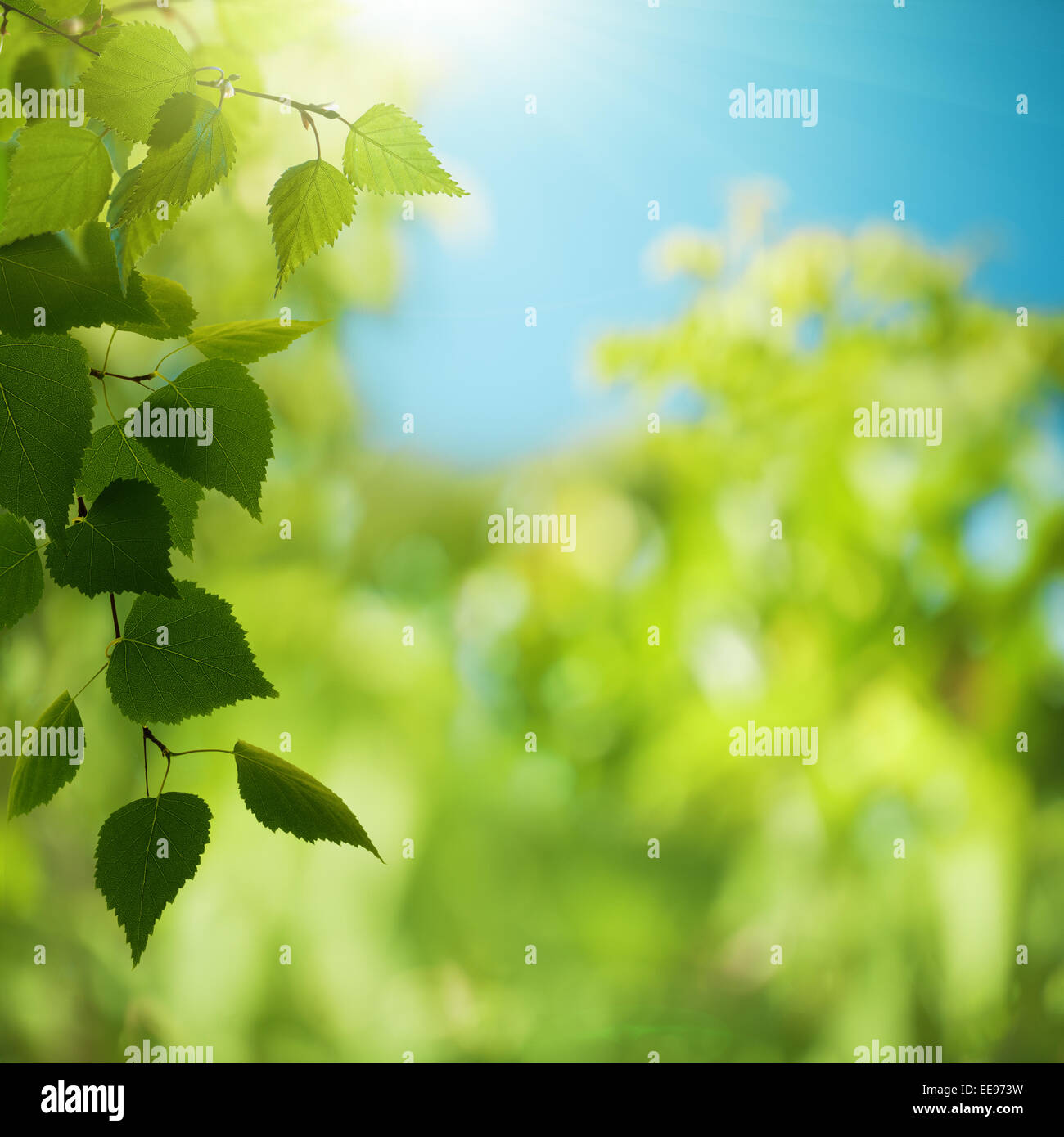 Summer forest. Abstract natural backgrounds for your design Stock Photo ...