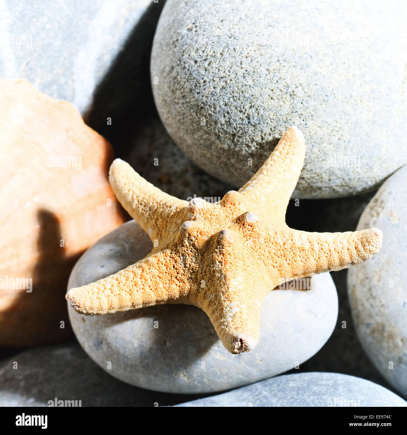 Sea still life with starfish over grey pebble, natural backgrounds ...