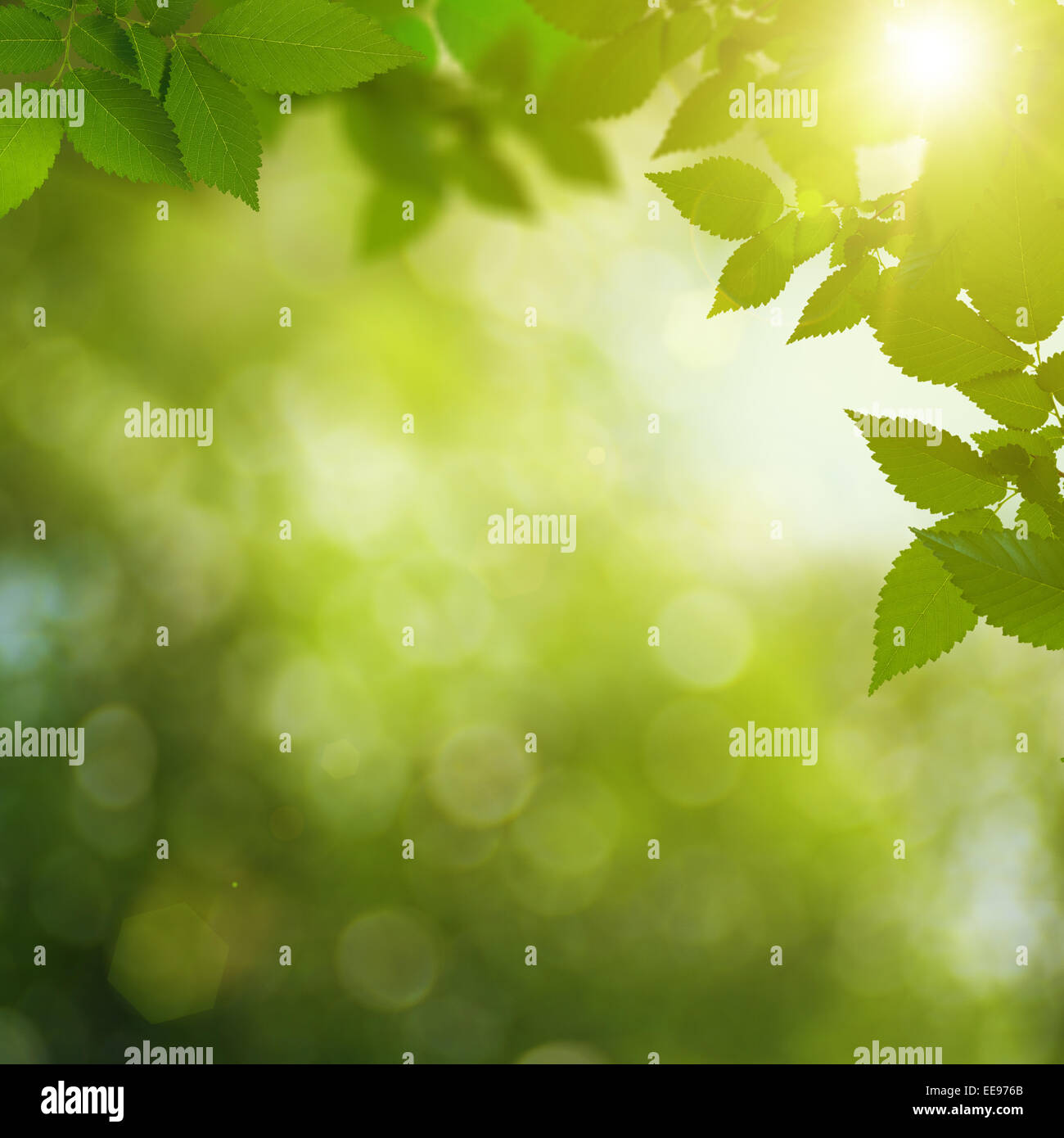 Summer garden abstract environmental backgrounds Stock Photo - Alamy