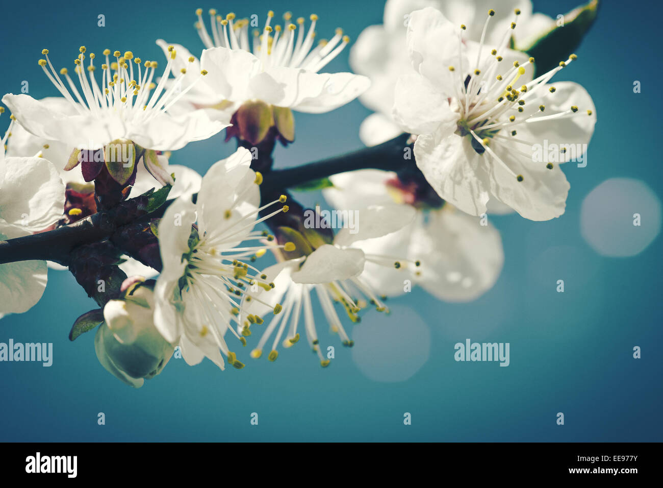 Floral lomo style backgrounds with beauty natural bokeh Stock Photo - Alamy