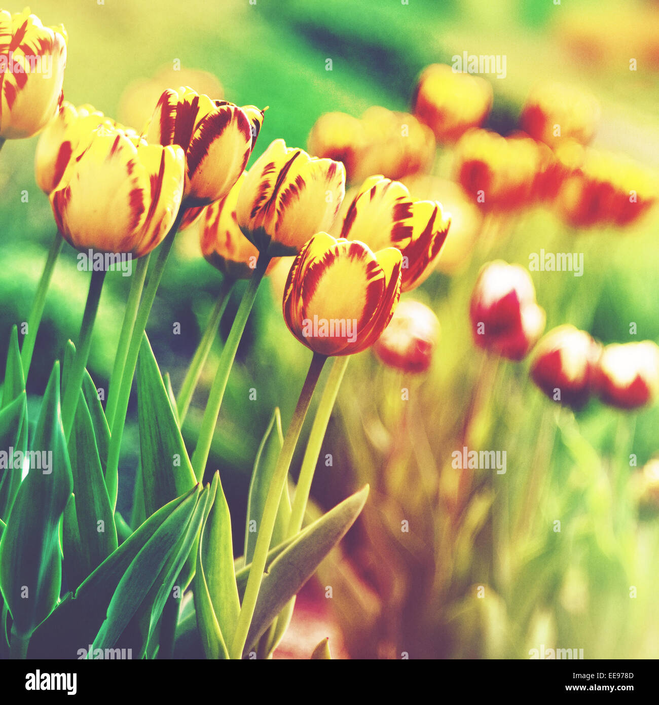 Grungy floral backgrounds. Beauty tulip on the meadow, lomo style ...