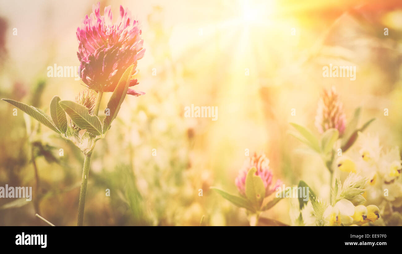 wild flowers on the meadow. Environmental backgrounds Stock Photo - Alamy