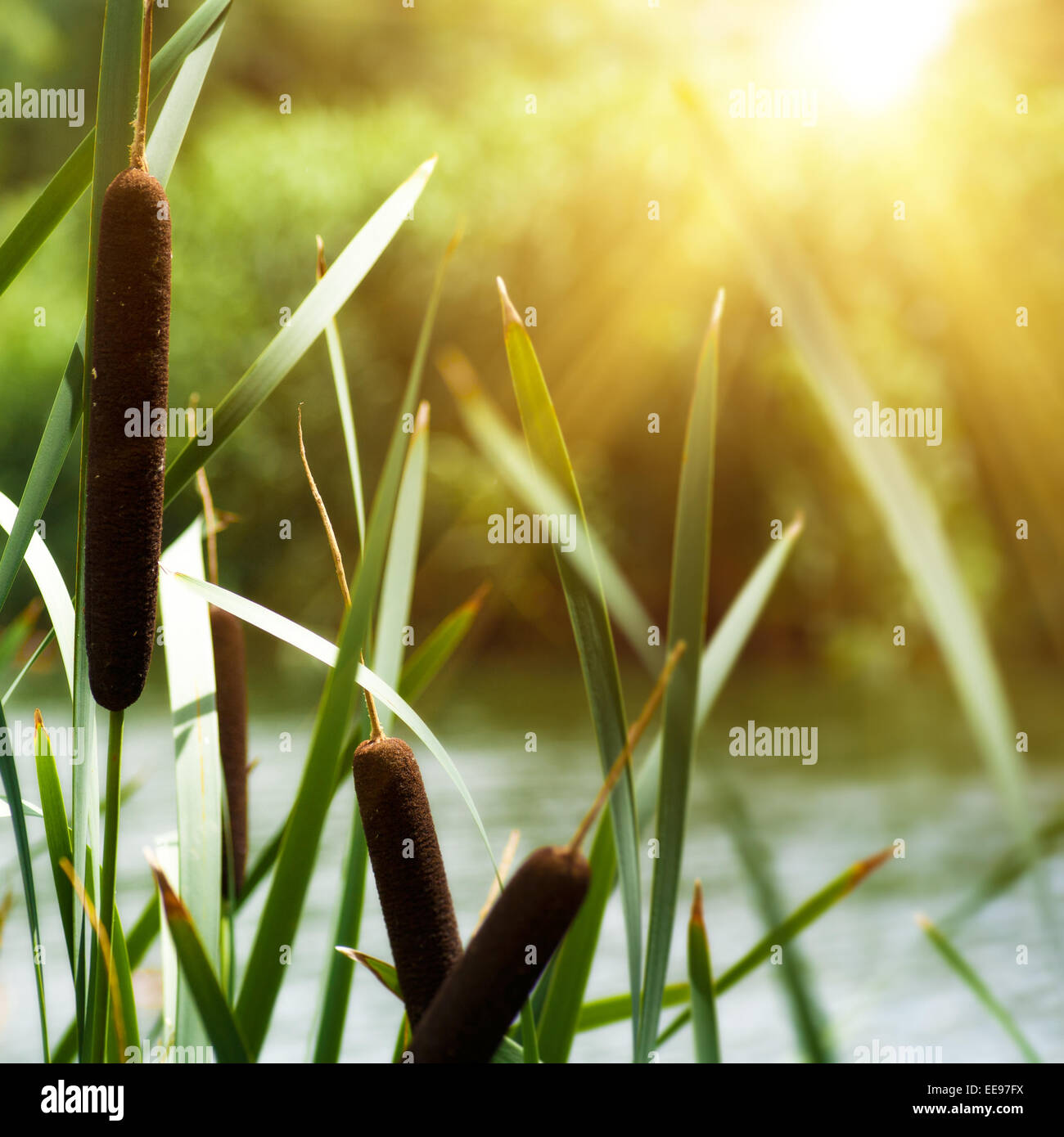 beauty pond in the deep forest , environmental backgrounds Stock Photo ...