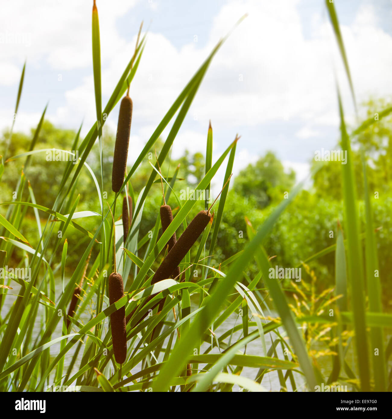 beauty pond in the deep forest , environmental backgrounds Stock Photo ...