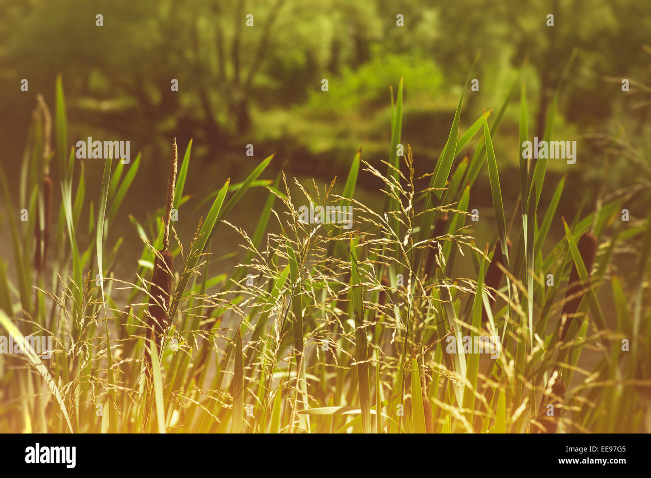 beauty pond in the deep forest , environmental backgrounds Stock Photo ...