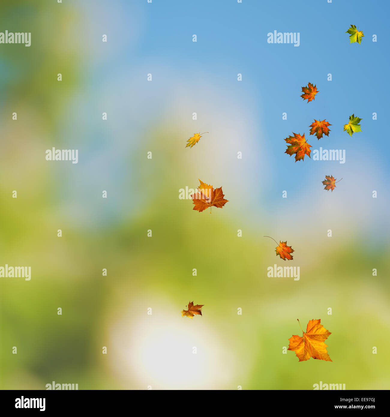 beauty colors of the autumn, environmental backgrounds with maple ...