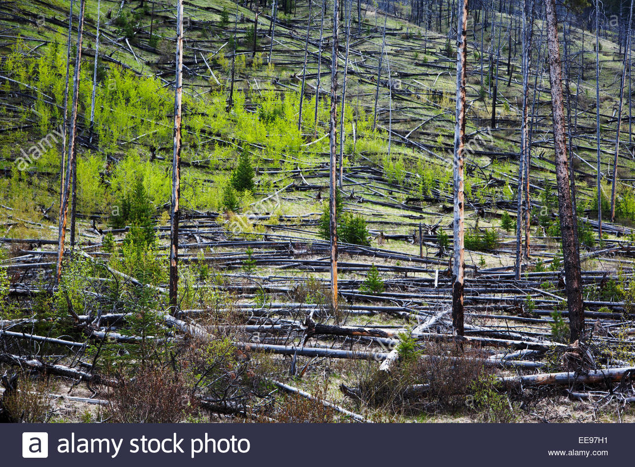 Prescribed Fire High Resolution Stock Photography and Images - Alamy