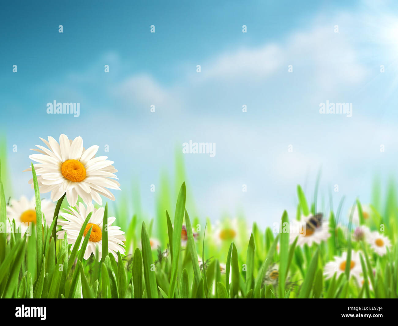 Bright summer afternoon. Natural backgrounds with beauty daisy flowers ...