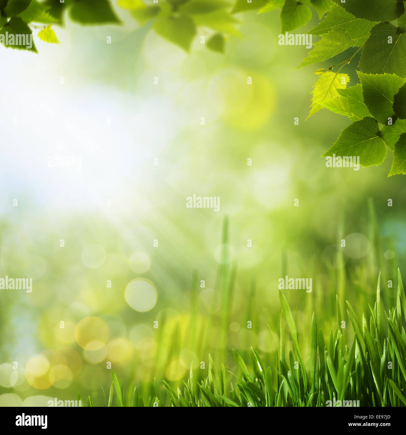 Beauty forest backgrounds for your design Stock Photo - Alamy