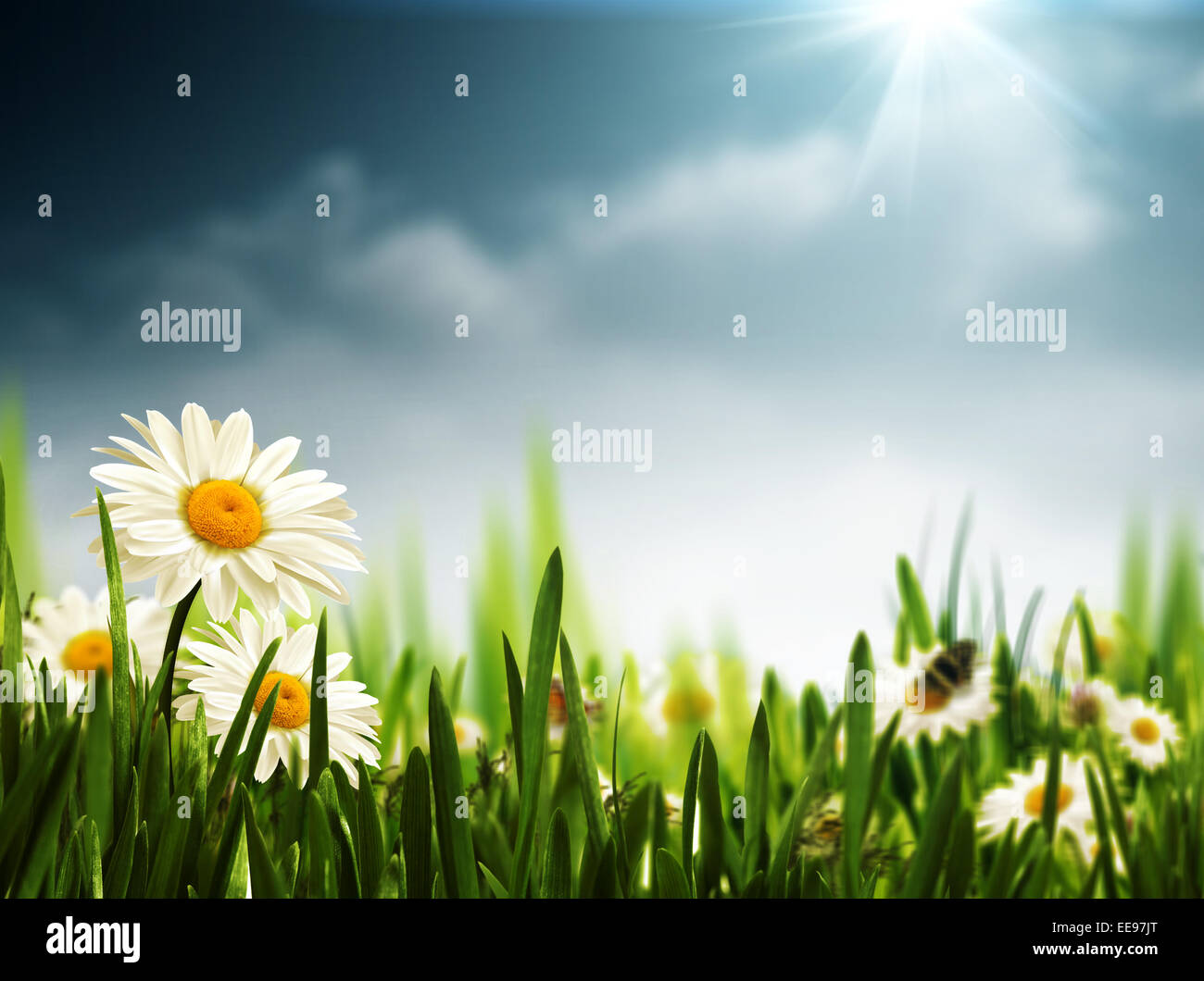 Bright summer afternoon. Natural backgrounds Stock Photo - Alamy