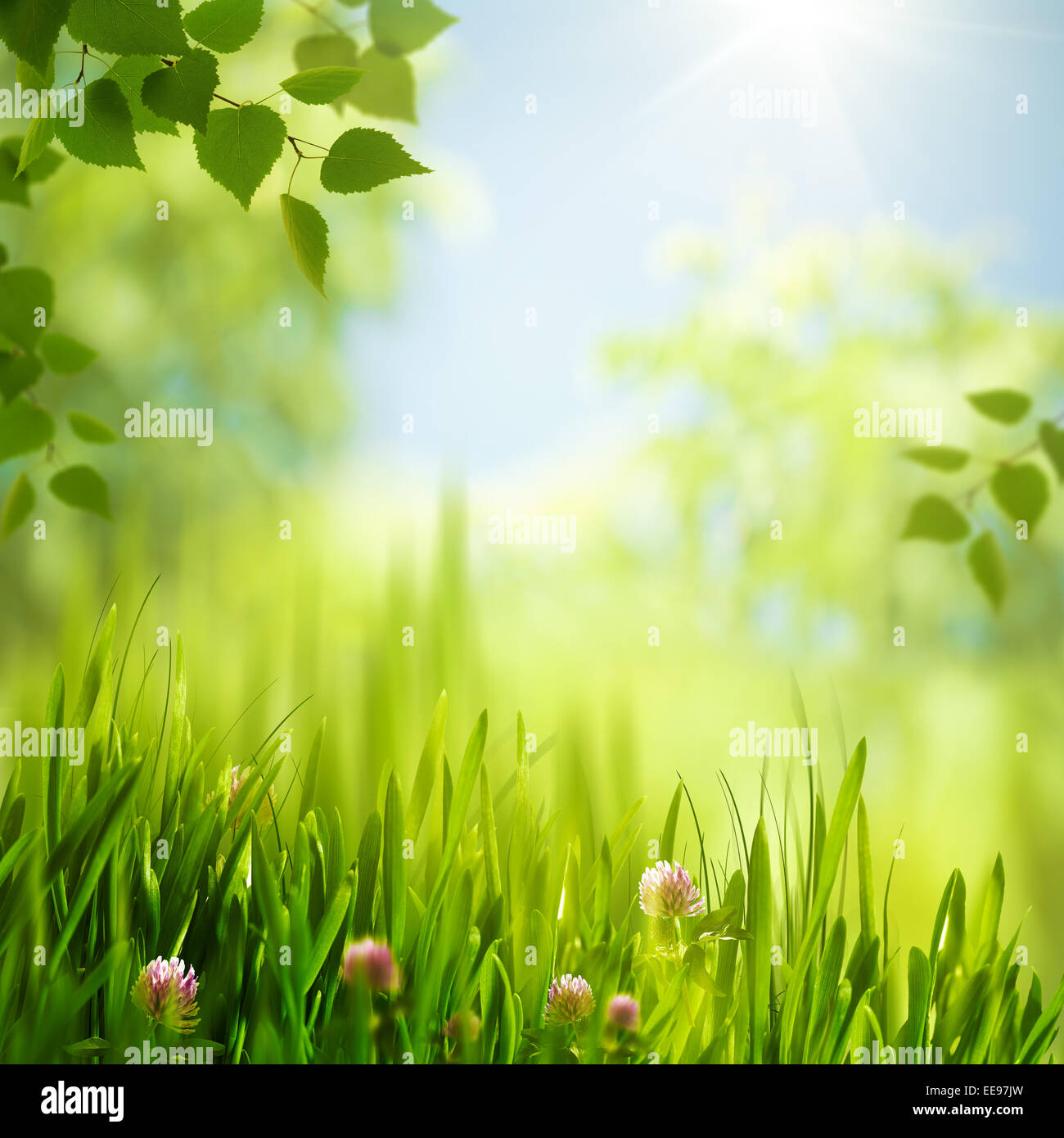 Beauty summer day in the forest, abstract seasonal backgrounds Stock ...