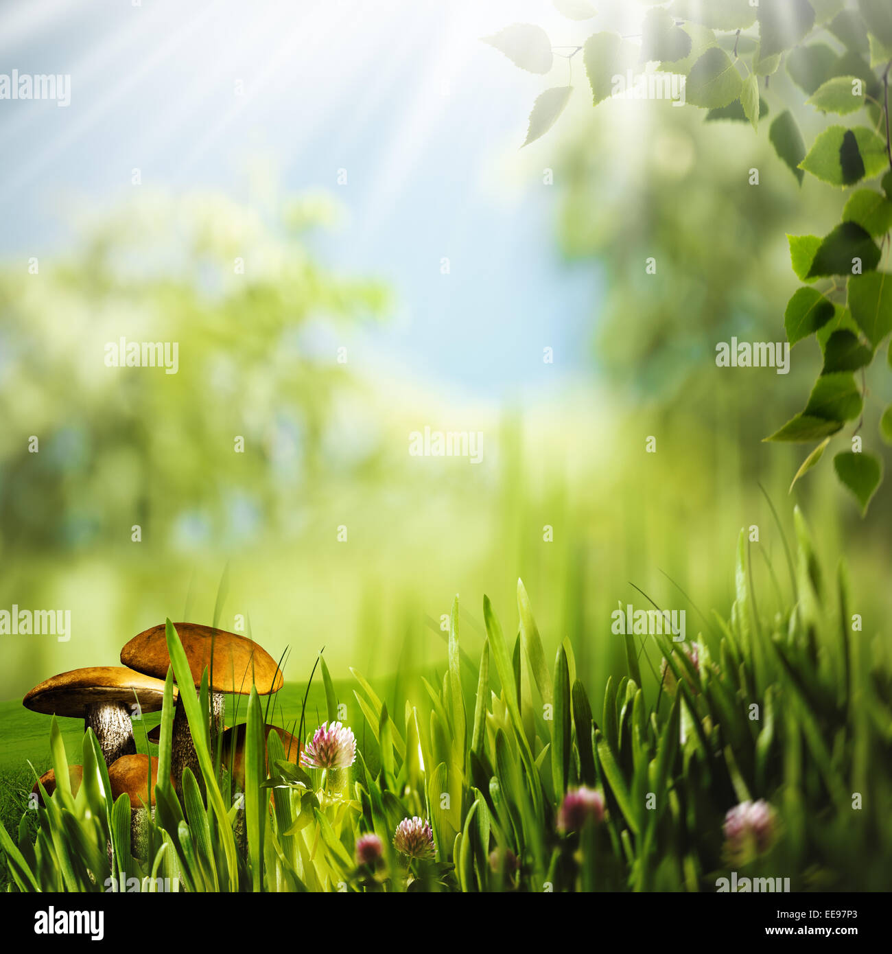 Early morning in the forest. Abstract natural backgrounds for your ...