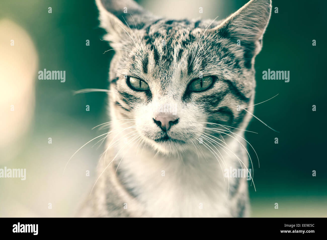 Retro cat hi-res stock photography and images - Alamy