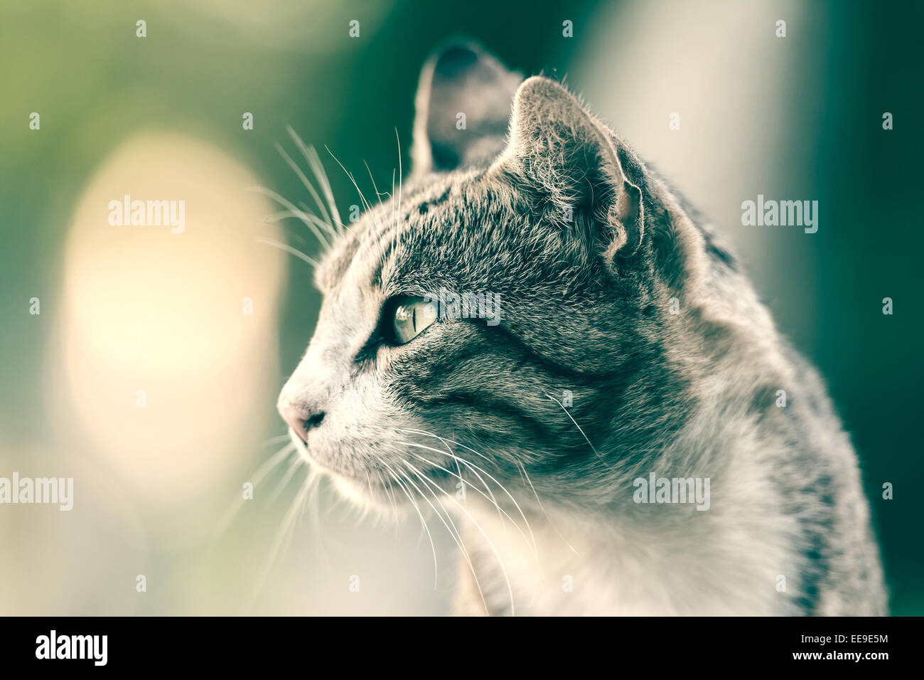Retro Photo Of Cat Portrait Stock Photo - Alamy