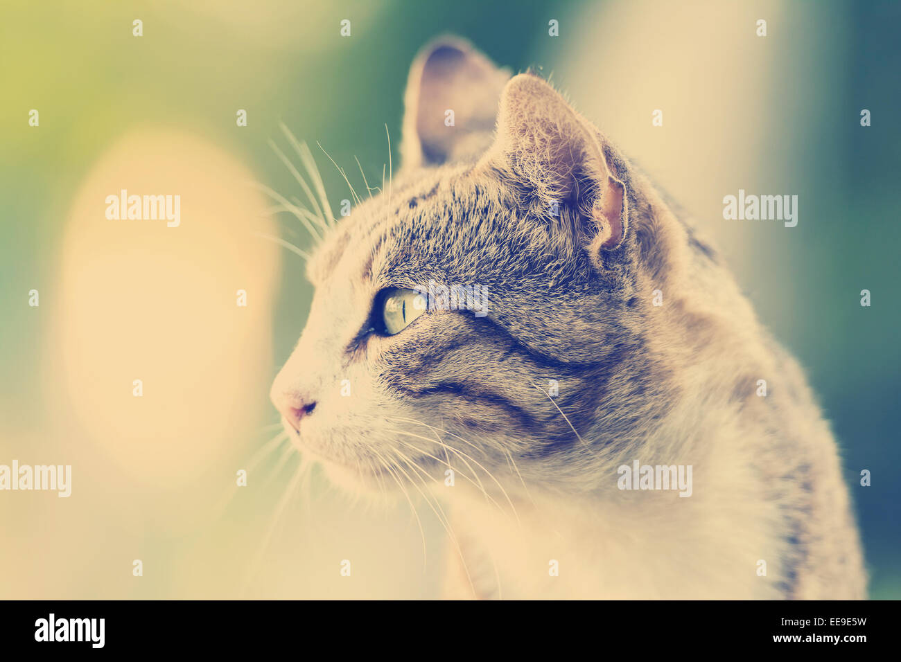 Retro cat hi-res stock photography and images - Alamy