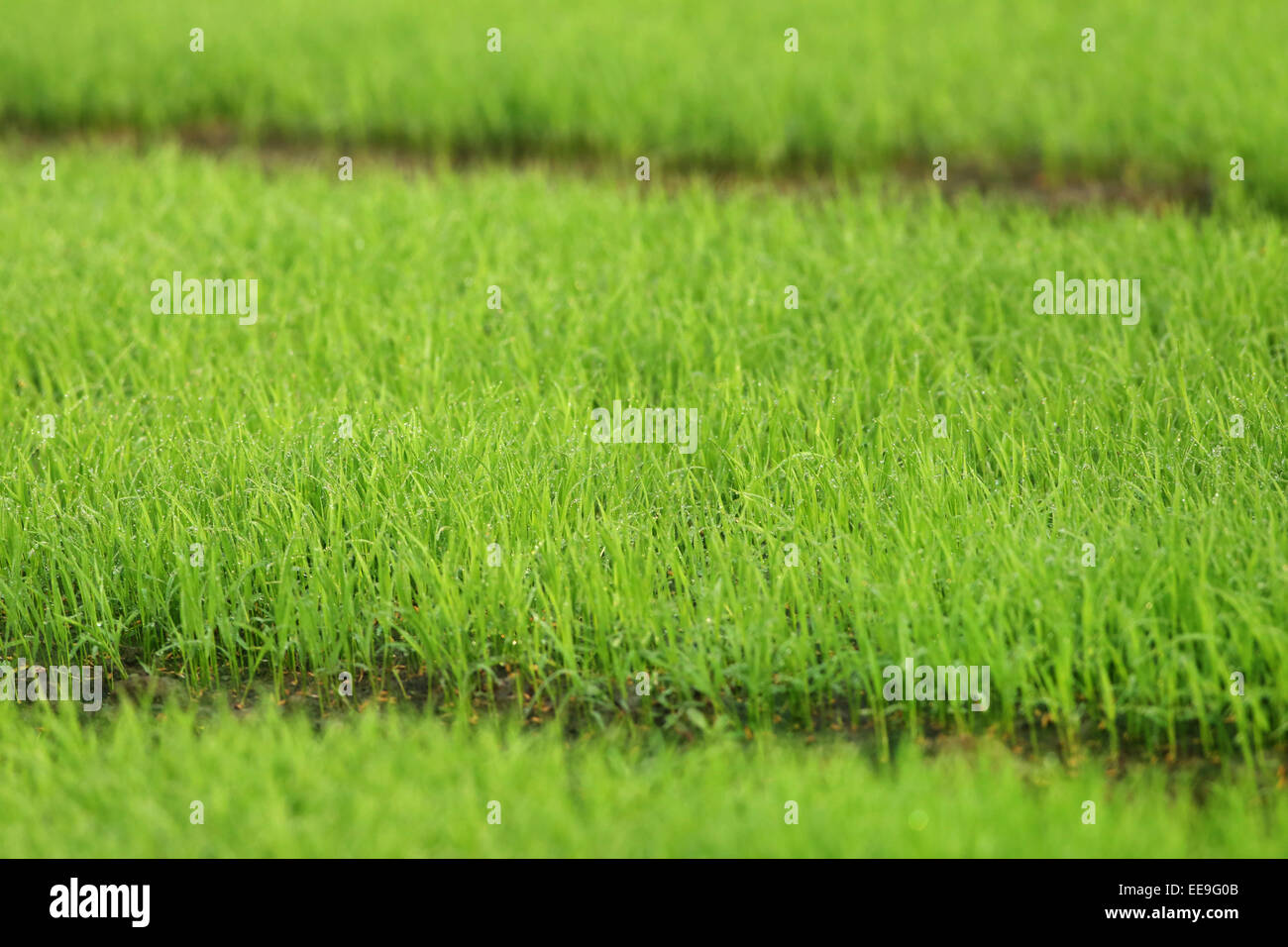 Green paddy seedlings in Bangladesh Stock Photo - Alamy