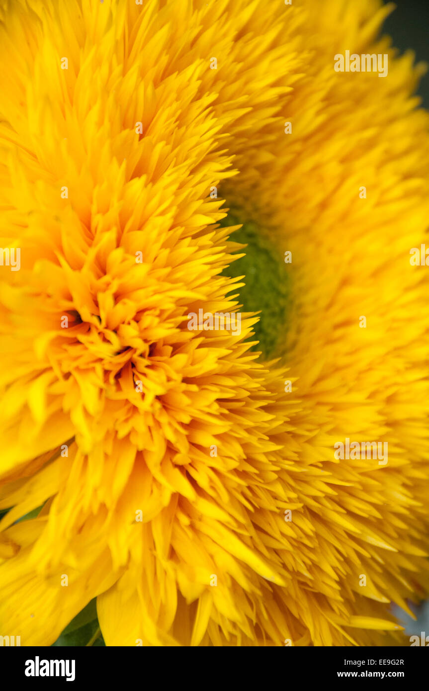 Sunflower sun fill hi-res stock photography and images - Alamy